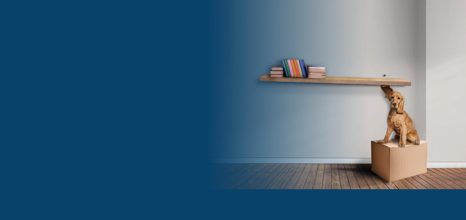 Dechra Veterinary Products NZ – Veterinary pharmaceutical products for ...